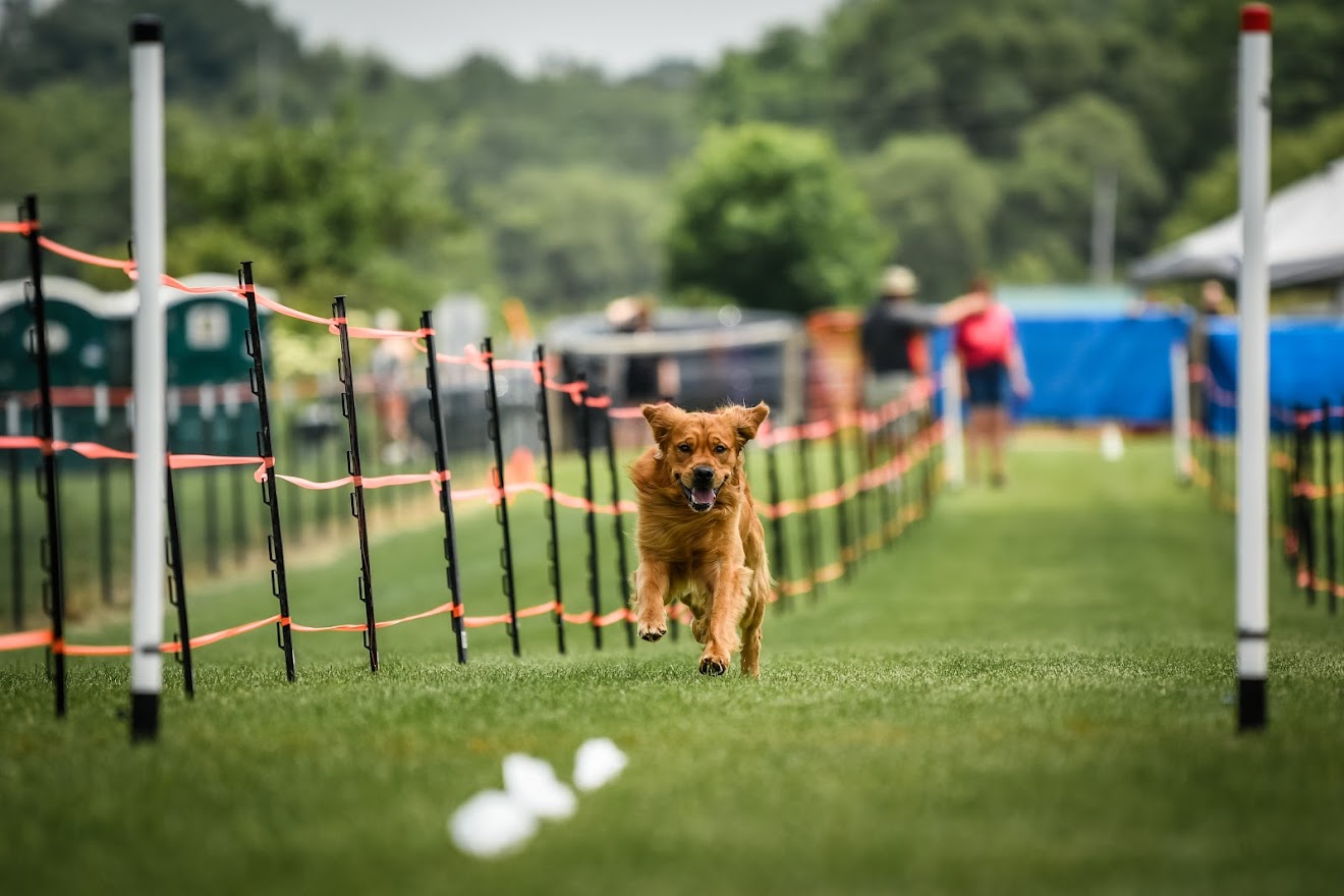 Fast CATS - Medina Kennel Club
